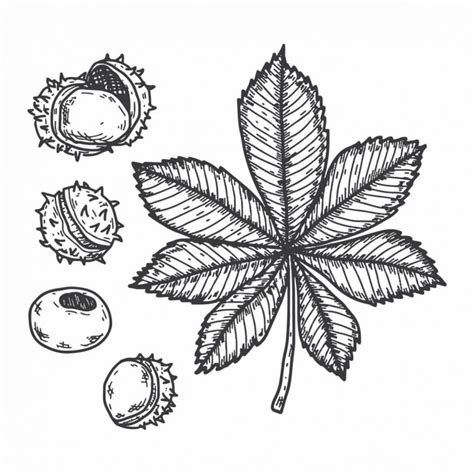 Medžiai Spalvinimui🌳 Pepe Lt