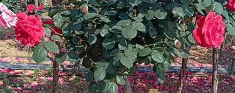 月季种子的种植方法和时间 种植技术 中国花木网