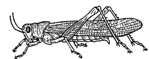 Grasshopper Drawing Skill