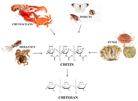 Chitin To Chitosan