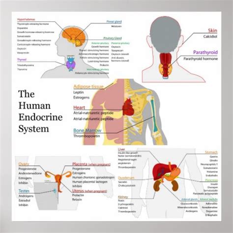 Complete Diagram Of The Human Endocrine System Poster Zazzle