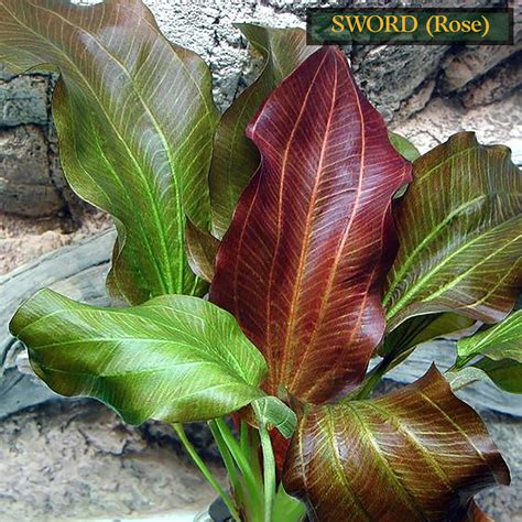 Amazon Sword Echinodorus Red Rose Live Aquarium Plants Buy 2 Get 1 Free