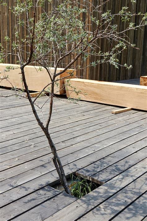 Tree Growing Through The Wooden Deck Of The Terrace Stock Photo Image