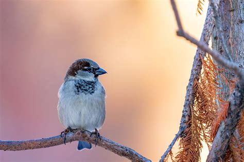 Bird Strike Prevention Window Film Custom Tint Solutions