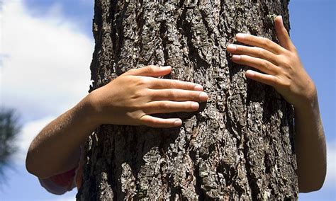 Tree Huggers Do More Harm Than Good Daily Mail Online