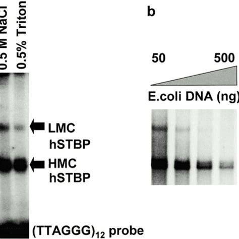 Localization Of Nuclear Proteins And Telomere Dna In Human Sperm