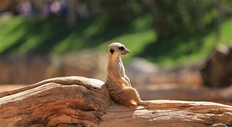 Suricate Vie En Groupe Prédateurs Et Conservation
