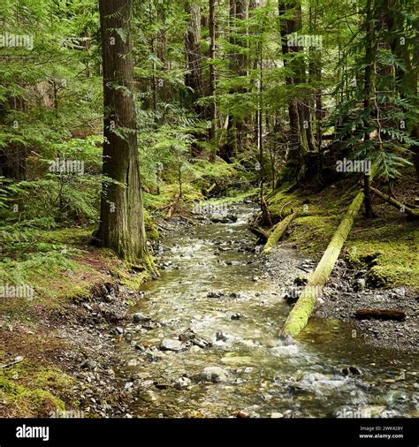 View Of A Small Creek Bed With A Mossy Fallen Tree Trunk Surrounded By Dense Tall Coniferious