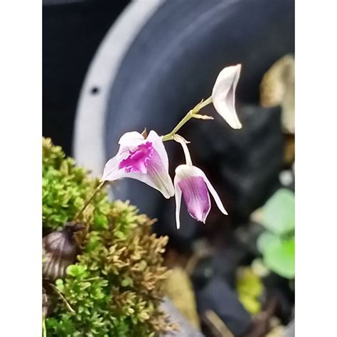 Dendrobium Elliottianum Spicesotic Plants