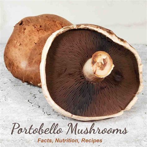 What Are Portobello Mushrooms Facts Benefits And Recipe Uses