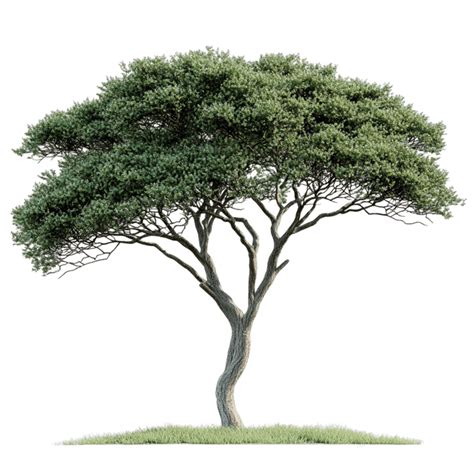 Tree Architecture Pngs For Free Download