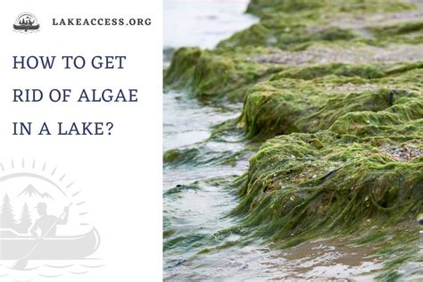 How To Get Rid Of Algae In A Lake Complete Guide Lake Access
