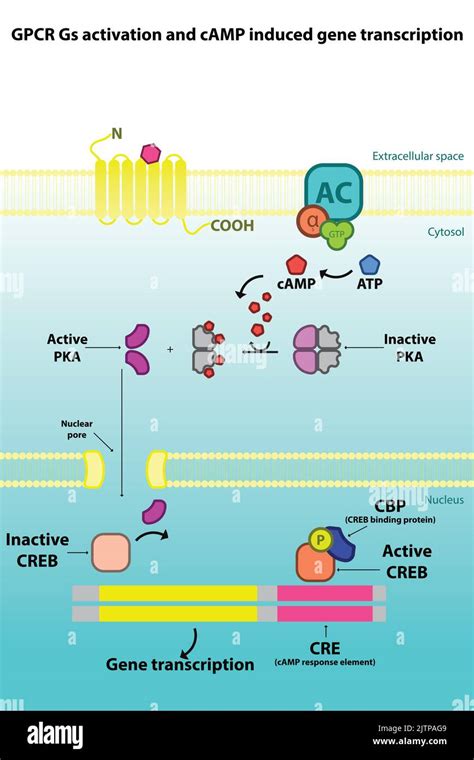 Gpcr Gs Signaling Pathway Diagram Pka Mediated Gene Transcription Activation Cellular