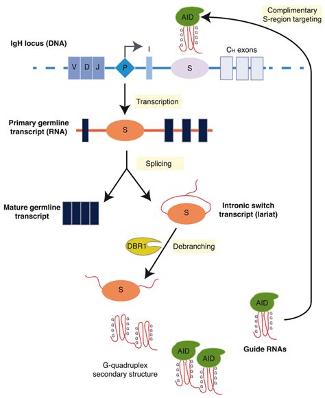 Proposed Model For Rna Dependent Targeting Of Aid During Class Switch Download Scientific