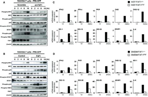Faf1 Activates The Type I Ifn Signaling Pathway And Induces Ifn Related Download Scientific