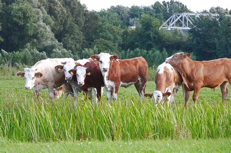 Молодые бычки Пикабу