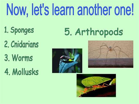 Ppt Arthropods Powerpoint Presentation Free Download Id 1454347