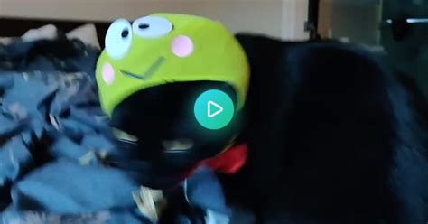 Please Fix My Hat Album On Imgur