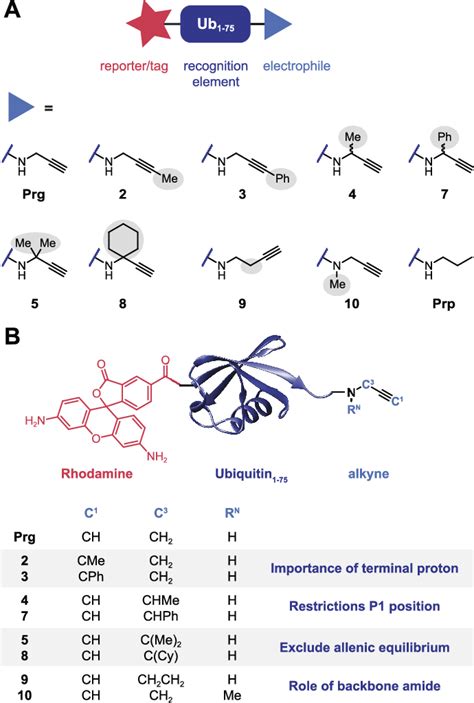Panel Of Substituted Alkynes Incorporated In Activity Based Probes Download Scientific Diagram