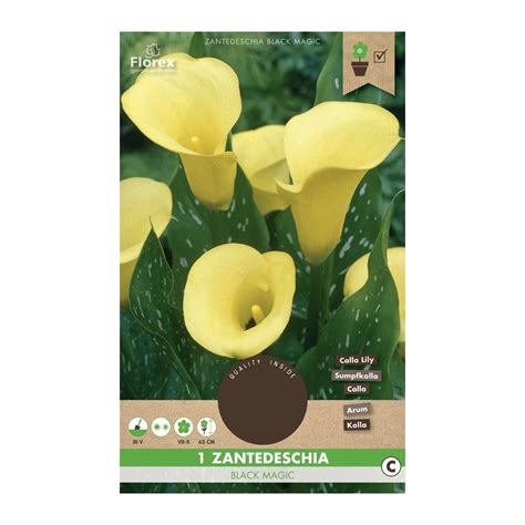 Calla Black Magic I Migliori Bulbi Da Fiore Bestprato Com