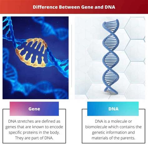 Gene Vs Dna Difference And Comparison
