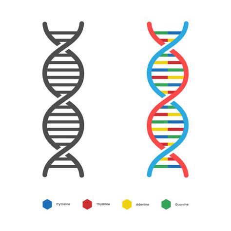 Nucleic Acid Structure