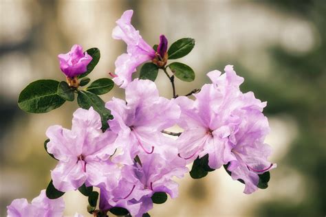 가지 개화 경치 계절 관목 관상용 식물 꽃 꽃무늬 꽃이 피는 꽃잎 녹지 다년생 밝은 봄 부드러운 분홍색 꽃 살아 있는 생생한 컬러 섬세한