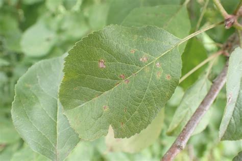 Plant Dataset Test Object Detection Dataset By C123as