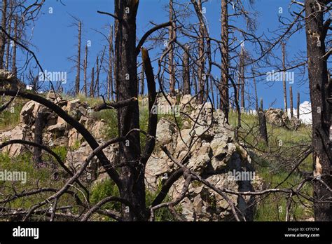 Tree Damaged By Acid Rain Hi Res Stock Photography And Images Alamy