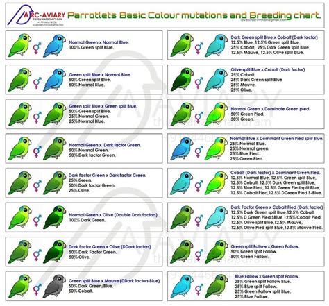 Parrotlets Basic Colour Mutation And Breeding Chart African Lovebirds Conure Parrotlet