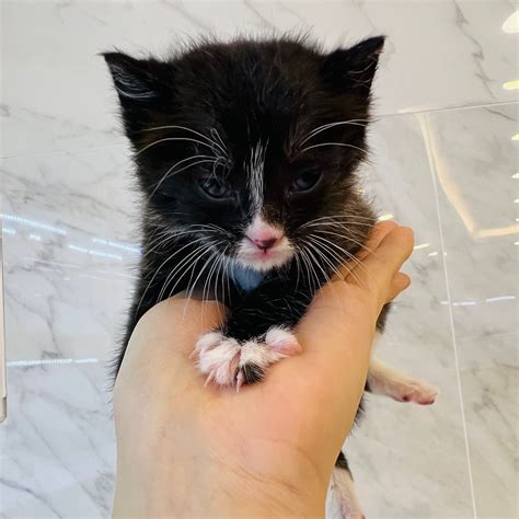 시도 비숑프리제분양가 유기견 미니비숑 웰시코기분양 스피츠 요크셔테리어분양 먼치킨고양이 노르웨이숲고양이분양 강아지무료분양 유기견무료분양 유기묘입양 유기묘무료분양