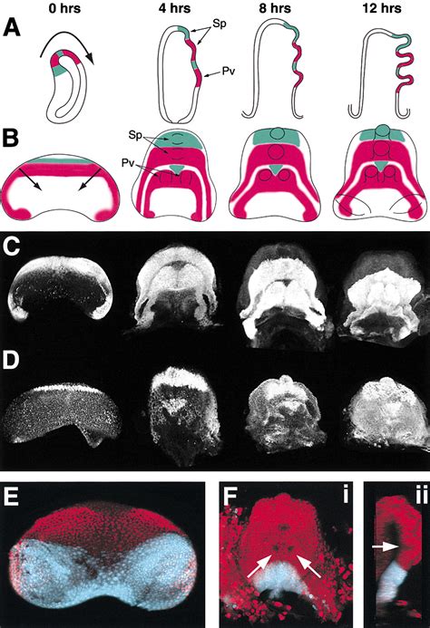 The Sex Determination Gene Doublesex Regulates The Ap Organizer To