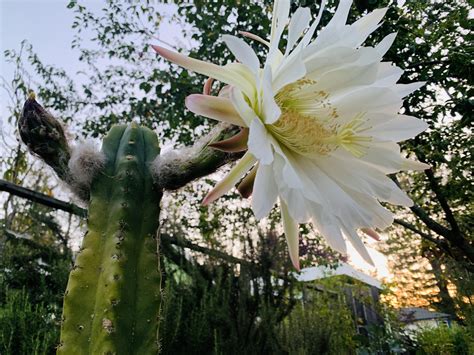 Trichocereus In Bloom Rgardening