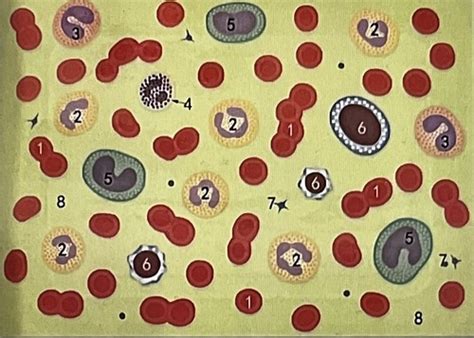 Lab Practicum Flashcards Quizlet