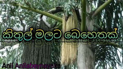 කිතුල් මලට බෙහෙතක් කිතුල් පැනි Srilanka Villagelife Foryou Youtube