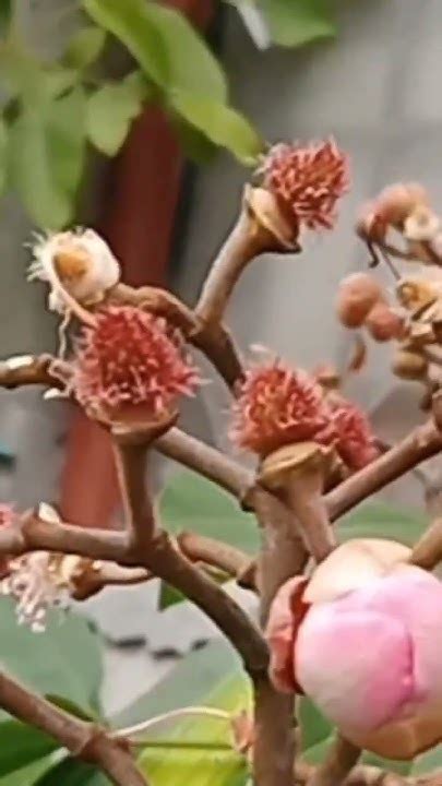 Achuete Tree Shortvideo Youtube