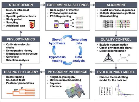 Flow Chart Representing The Major Steps In Phylodynamic Inference