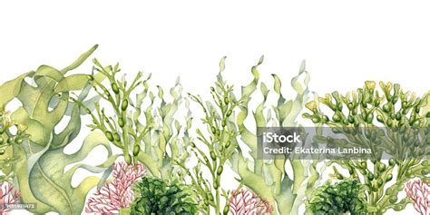 녹색 바다 식물의 매끄러운 보드는 흰색으로 분리된 수채화 그림입니다 Laminaria 바다 샐러드 Ulva Dulse 손으로 그렸습니다 패키지 라벨 광고 포장 해양 수집을