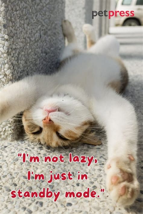 Furry Comedians 200 Best Funny Cat Captions For Instagram