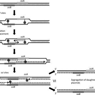 Comparison Of The Three Basic Modes Of Plasmid Replication Initiation Download Scientific