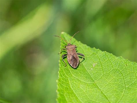 How To Get Rid Of Squash Bugs Organically Growfully