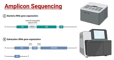 Amplicon Sequencing Principle Steps Types Uses Diagram