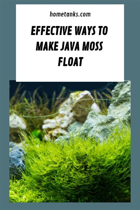 effective ways to make java moss float freshwater plants floating