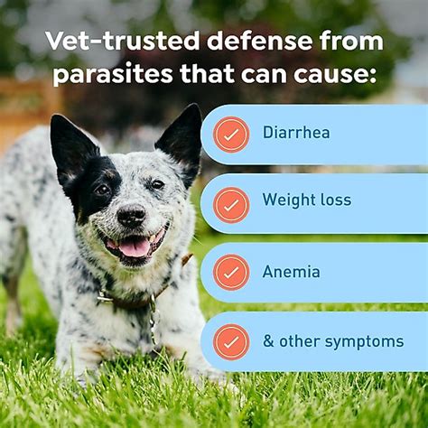 Interceptor Plus Chew For Dogs 251 50 Lbs Yellow Box Easy