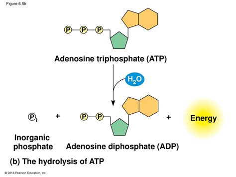 An Introduction To Metabolism Ppt Download