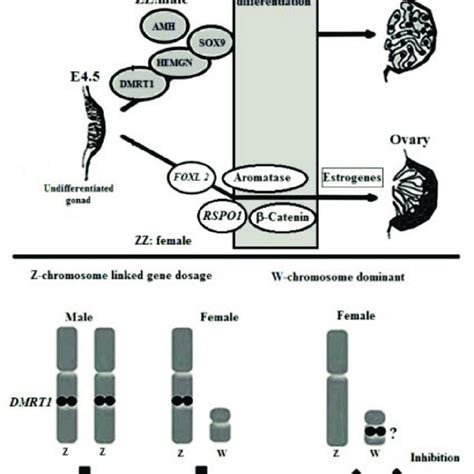 Possible Models Of Primary Sex Determination In Birds By The Example Of Download Scientific