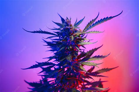 Download Weed Aesthetic Premium Purple Wallpaper