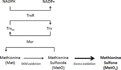 The Methionine Centered Redox Cycle The Formation Of Methionine