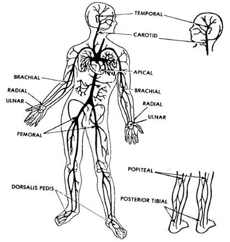 Pulses Nursing School Tips Pulse Points Nursing School Notes