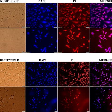 Dapi And Pi Staining Of 6ha Treated A A549 And B Mda Mb 231 Cells